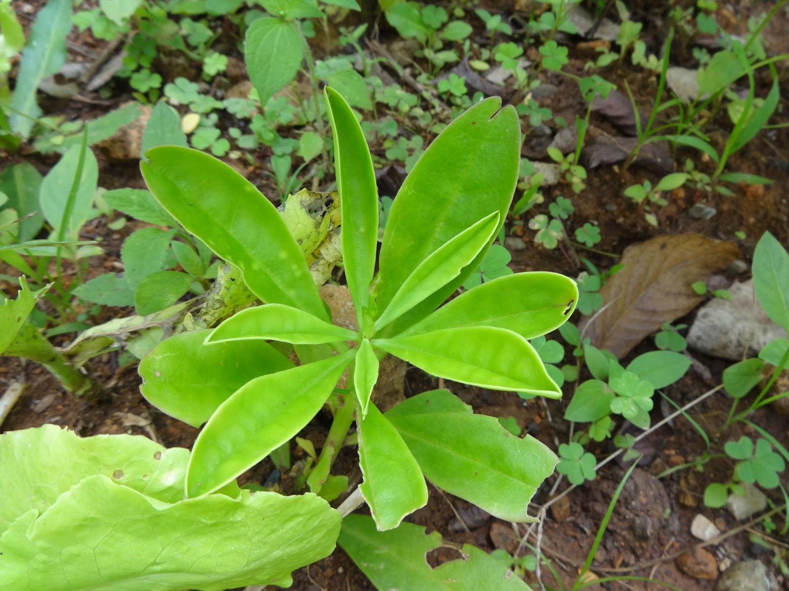 Herbs from Distant Lands: Talinum triangulare - Philippine Spinach ...
