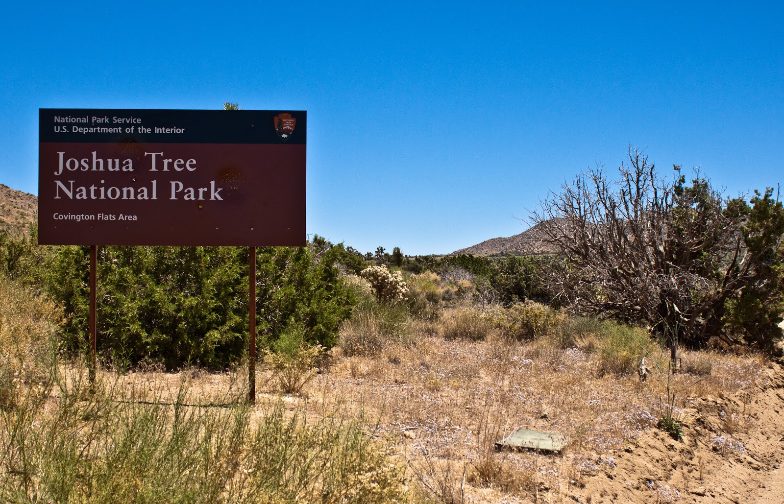Spare Parts and Pics: Covington Flat, Joshua Tree National Park