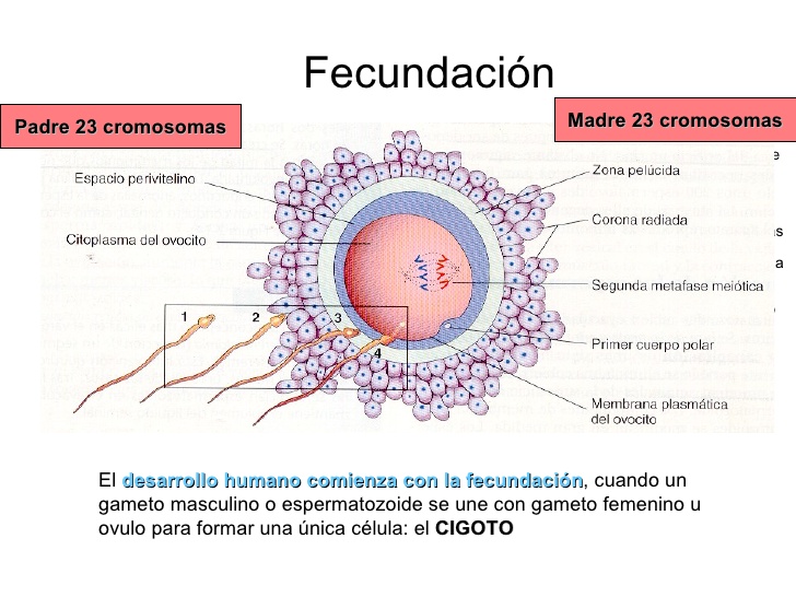 Embriologia : GAMETOGENESIS