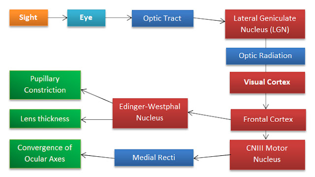 How to perform a Clinical Eye Exam - IVLine