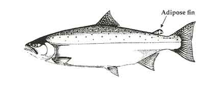 Cottage Accommodation and Fishing Services on Lake Saimaa, Finland ...