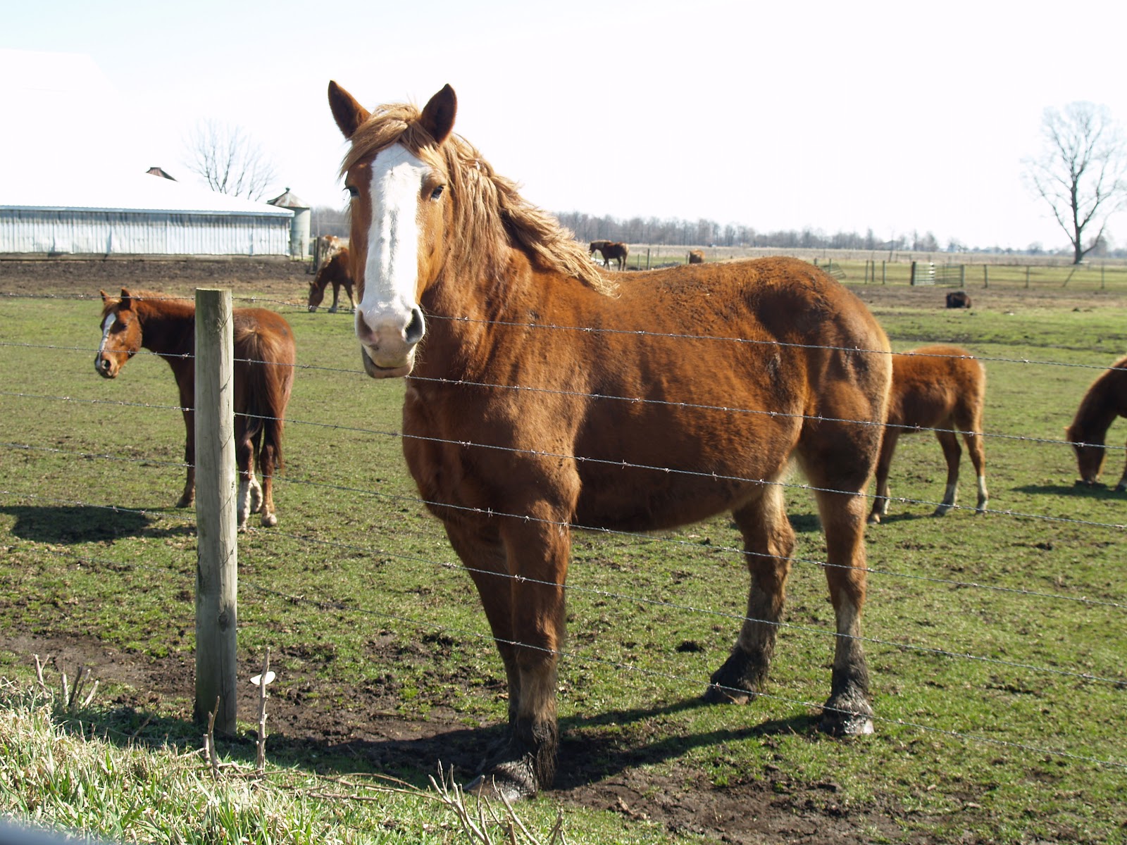 Grandma Barb's Blog: Wander Indiana!