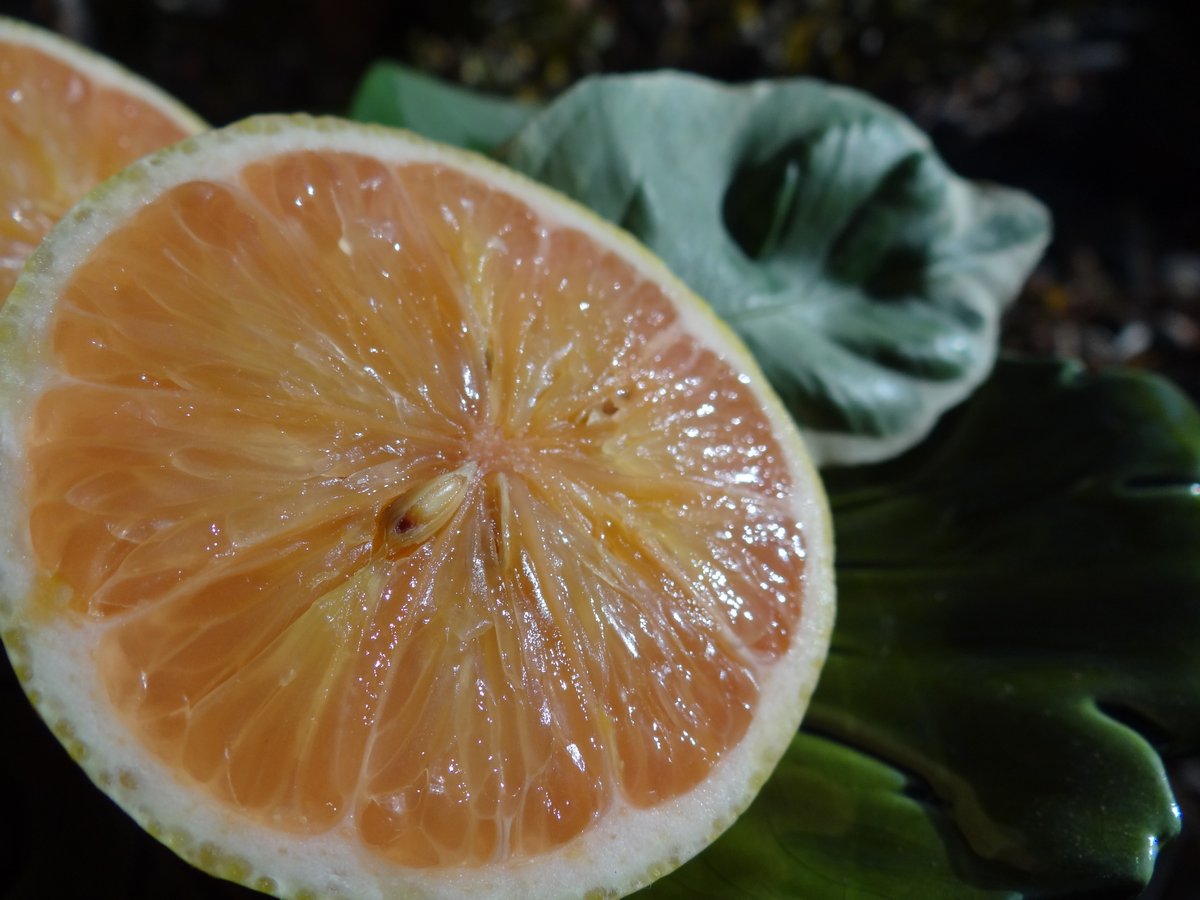 Récoltes des citrons, mais des citrons roses