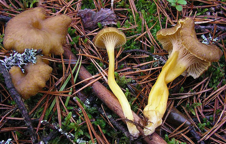 Faktoider: Trattkantareller och giftspindelskivlingar