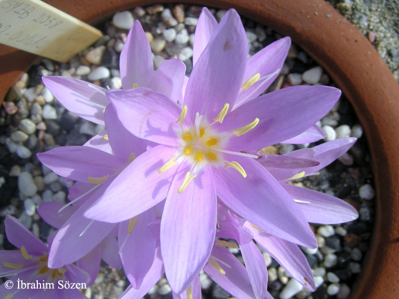 The Country Of Crocuses: Colchicum baytopiorum
