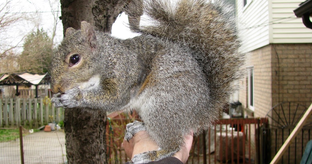 Rob and the Animals: Visions of Vermin