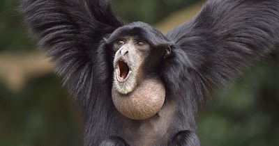 Synapsida: Monkeys, Apes, and Simians