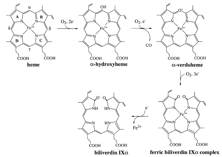 Bioquímica &: Metabolismo de Ferro - Absorção