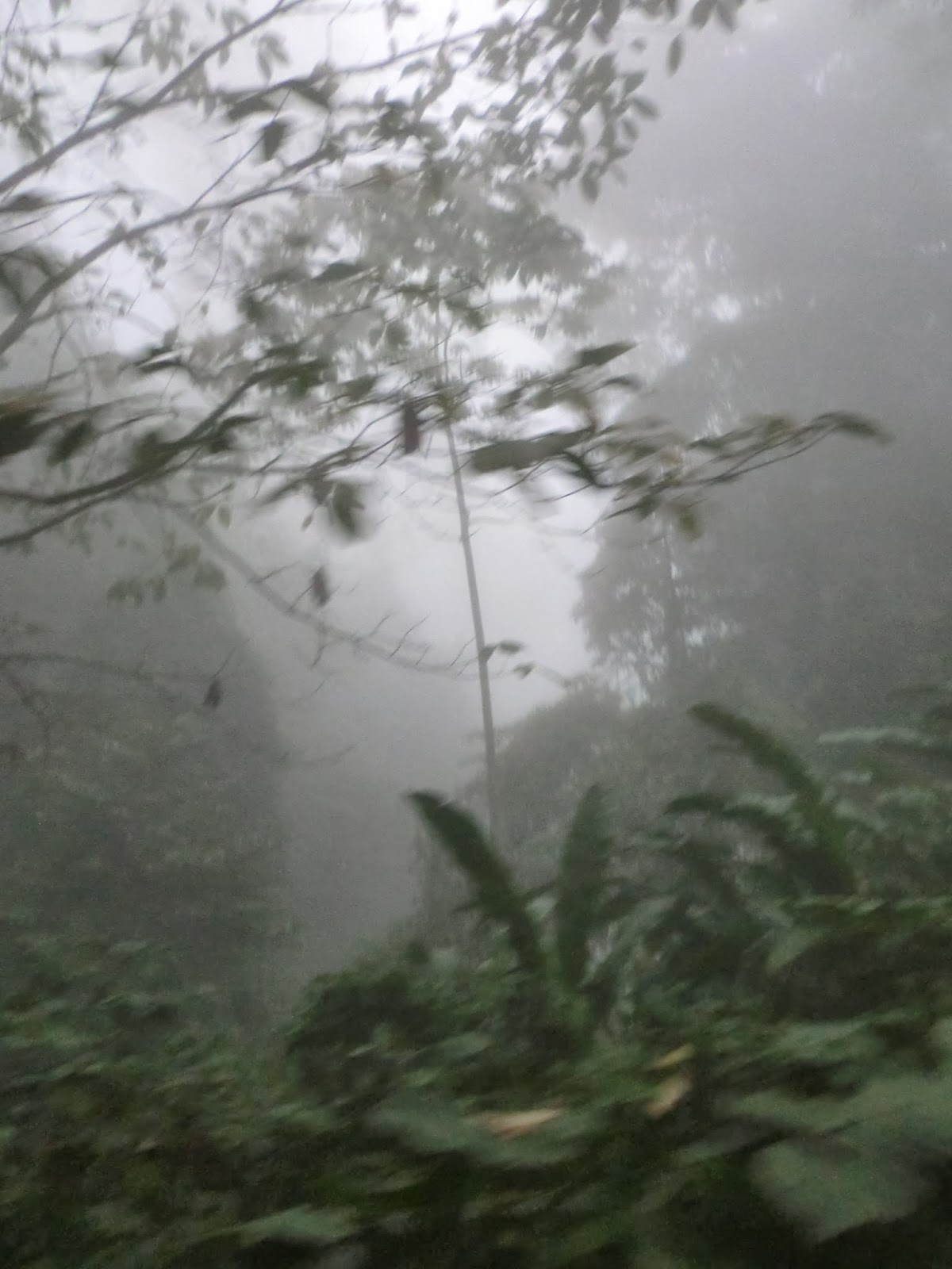 Postales de AYRE Venezuela: ¿Conoces el bosque nublado del Parque ...