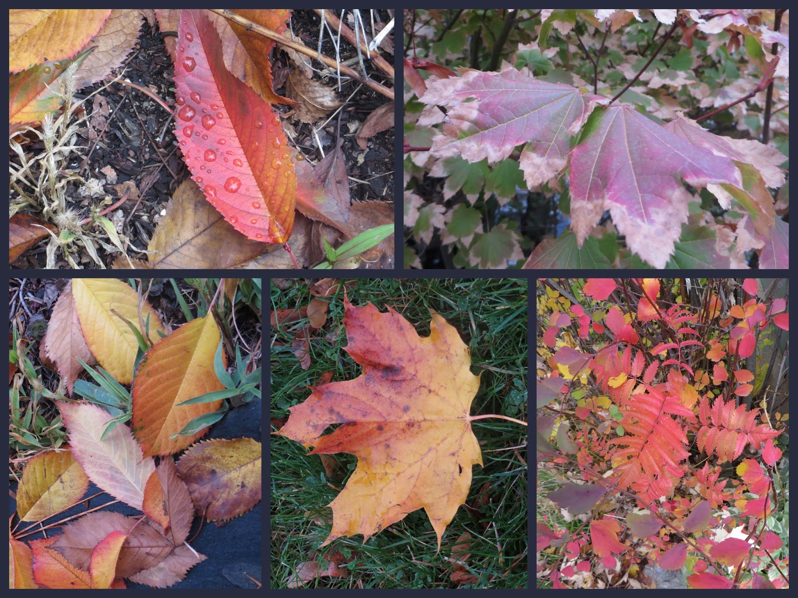 Observation of Leaves