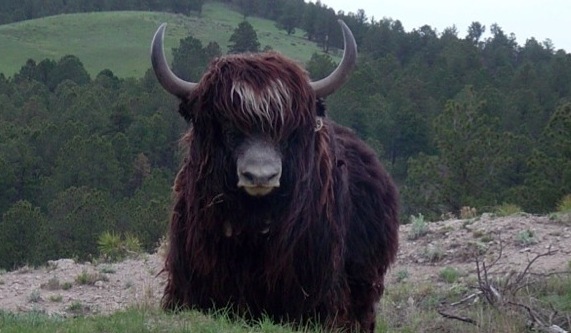 The Smallmouth Fly Box: Yak Hair Clouser