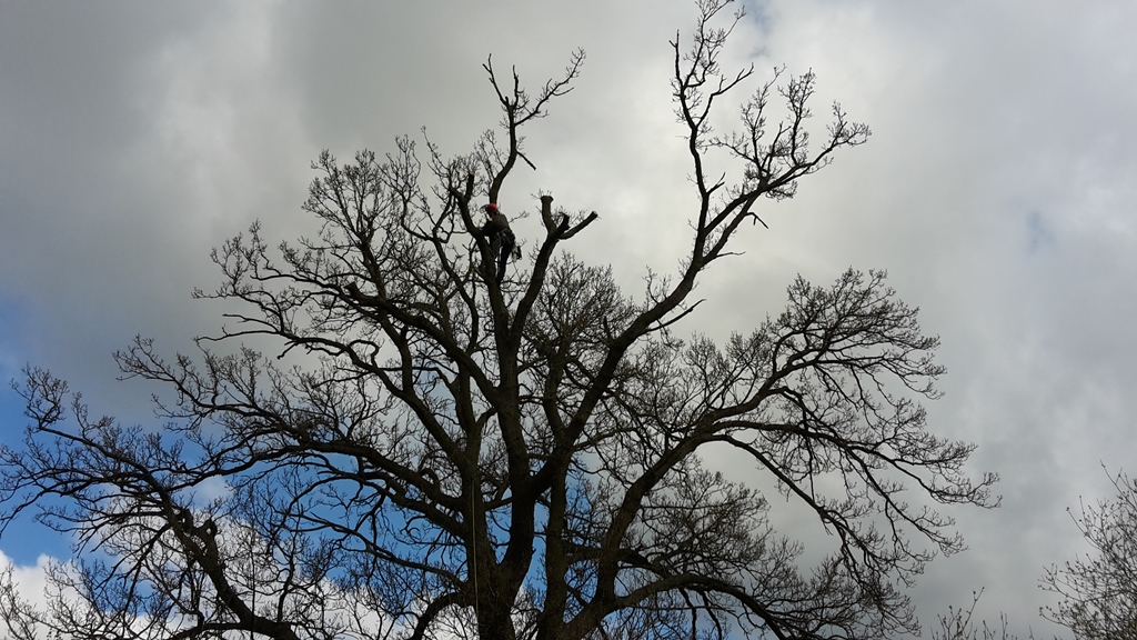 An English Homestead: Giant Oak Tree Reduction
