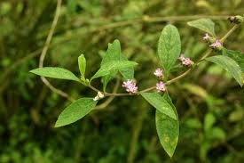 BLOG PERSONAL: plantas curativas