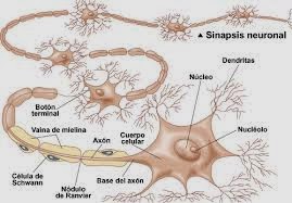 NEUROREHABILITACION: NEURONAS SENSORIALES