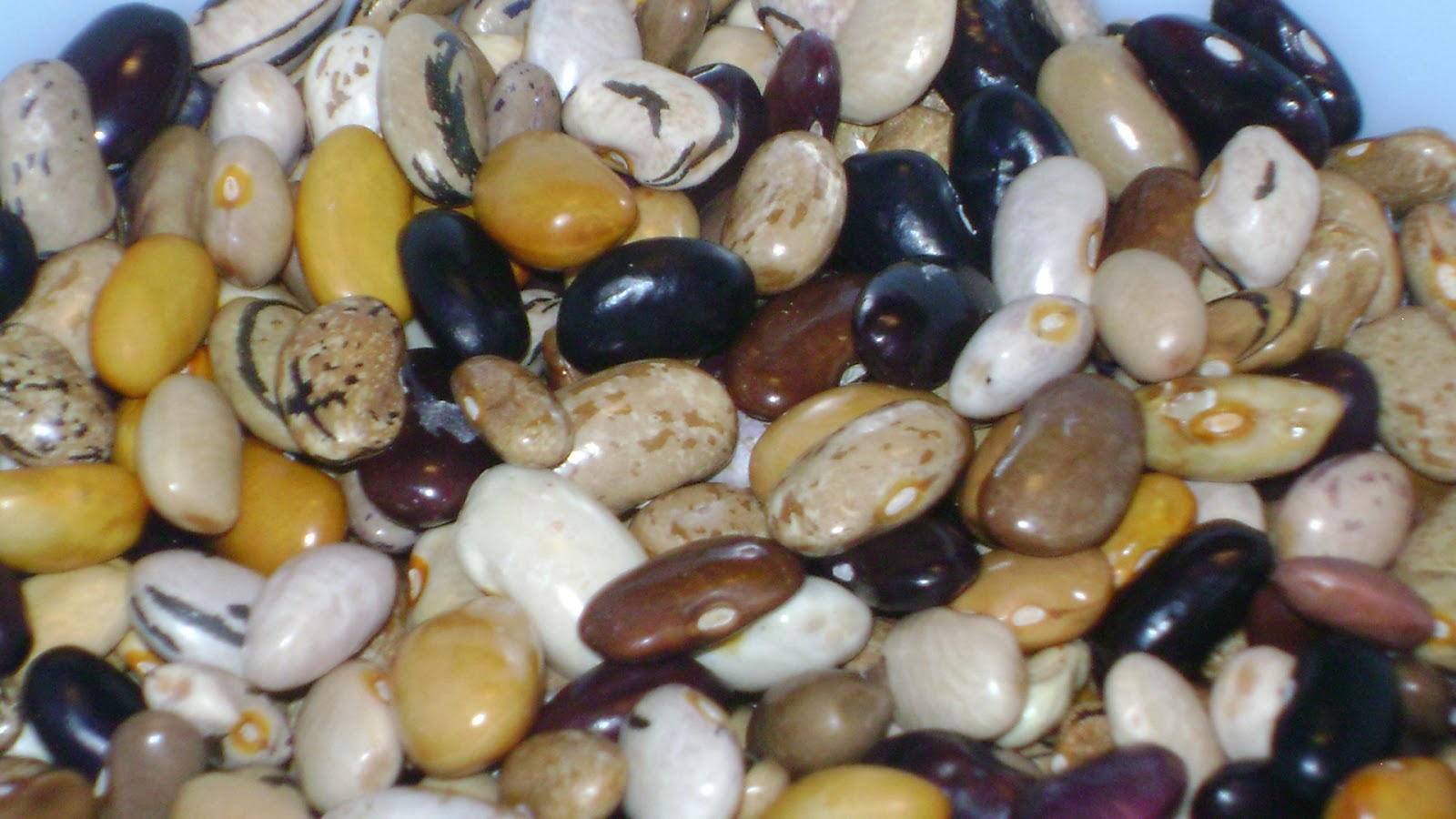 TSG: How To Grow Traditional 3 Sisters Garden