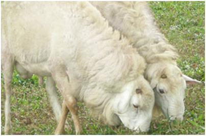 Domba Komposit Sumatera - Peternakan Firstanipo