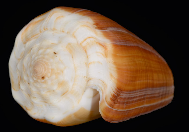 Dr. Lee's Gallery Museum: Conus sulcatus bocki 74.7mm 木乃伊芋螺