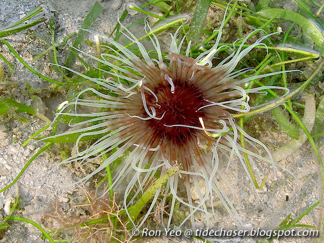 tHE tiDE cHAsER: Tube Anemones (Phylum Cnidaria: Order Ceriantharia) of ...