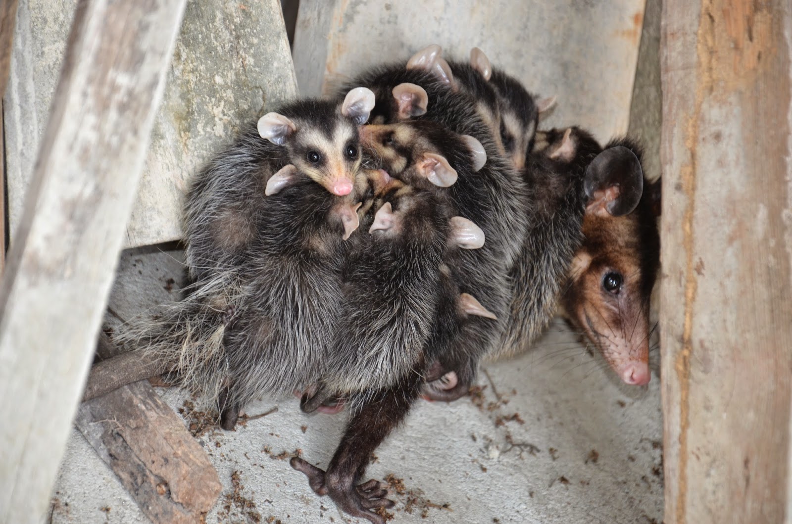 Diversão é Cultura e Cultura é diversão!: Ciências: Conhecendo o Gambá