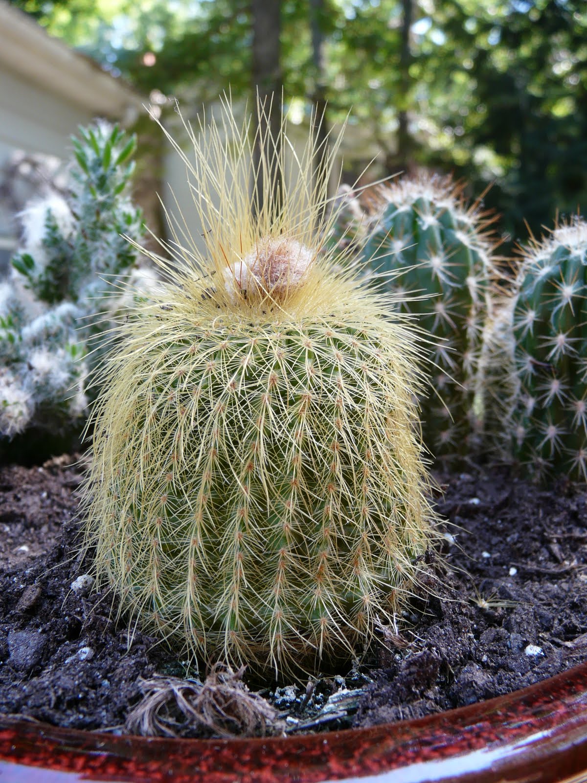 Here's What Let's Do: Cactus Update