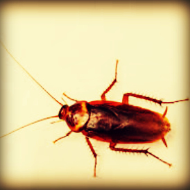 Halloween New England: Halloween New England Top Picks for October 6th ...