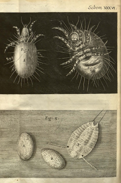 facsimilium: Micrographia