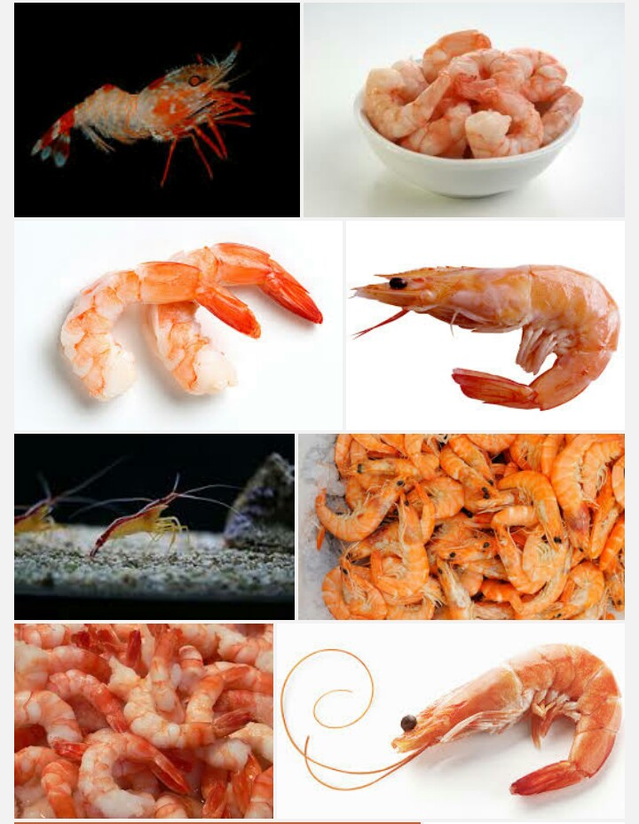 Capiz Best Seafood Shrimp - Capiz Best Seafoods