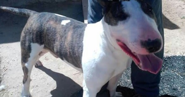 Scooby English News Blog: the sad story of Zeus