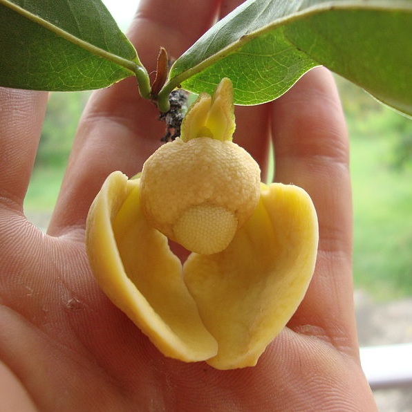 MALINALLI · herbolaria médica: GUANÁBANA, GRAVIOLA, soursop - Annona ...