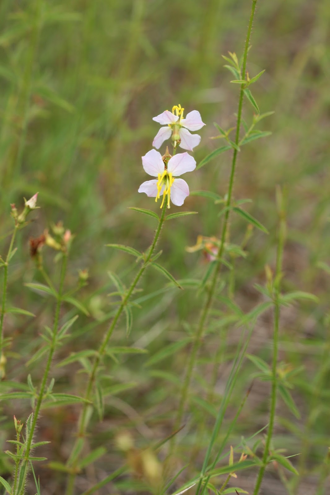Native Florida Wildflowers: Handsome Harry - Rhexia virginica