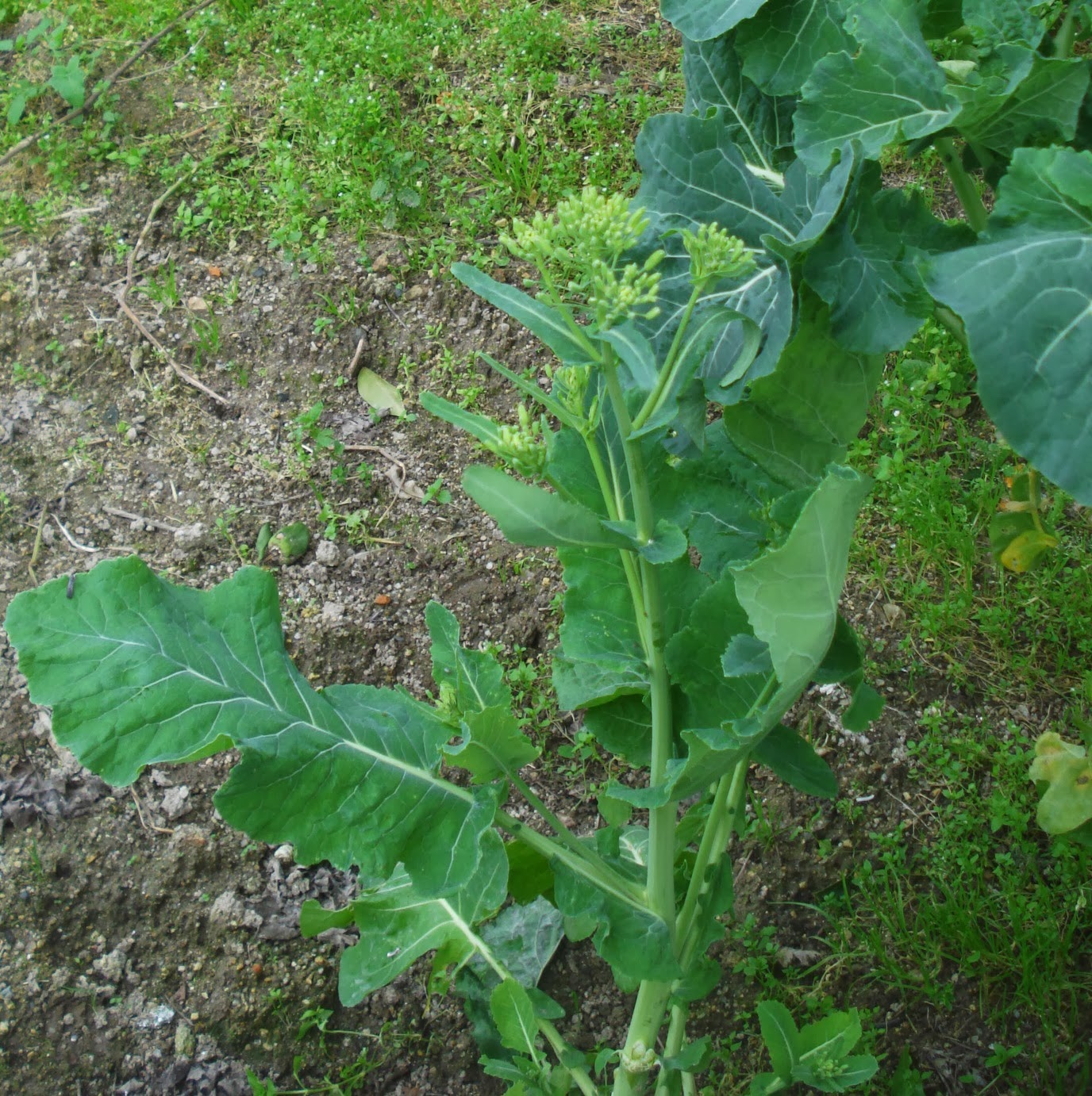 Dos Enxidros (Série II): Espigos com morcela