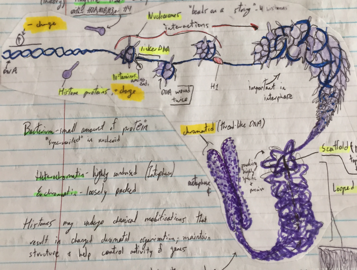 Maya s Archives AP Sat II Biology maya-s-archives-ap-sat-ii-biology