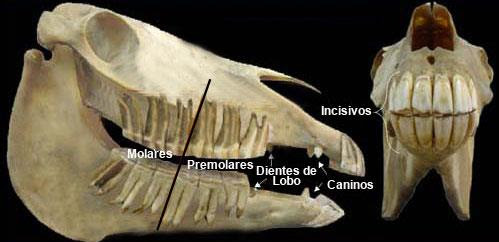 Jinete y Caballo: Estructura ósea de un caballo.