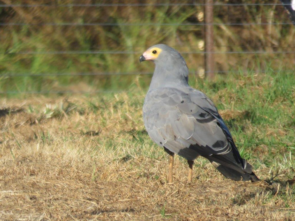 memorable meanders: African Harrier-Hawk