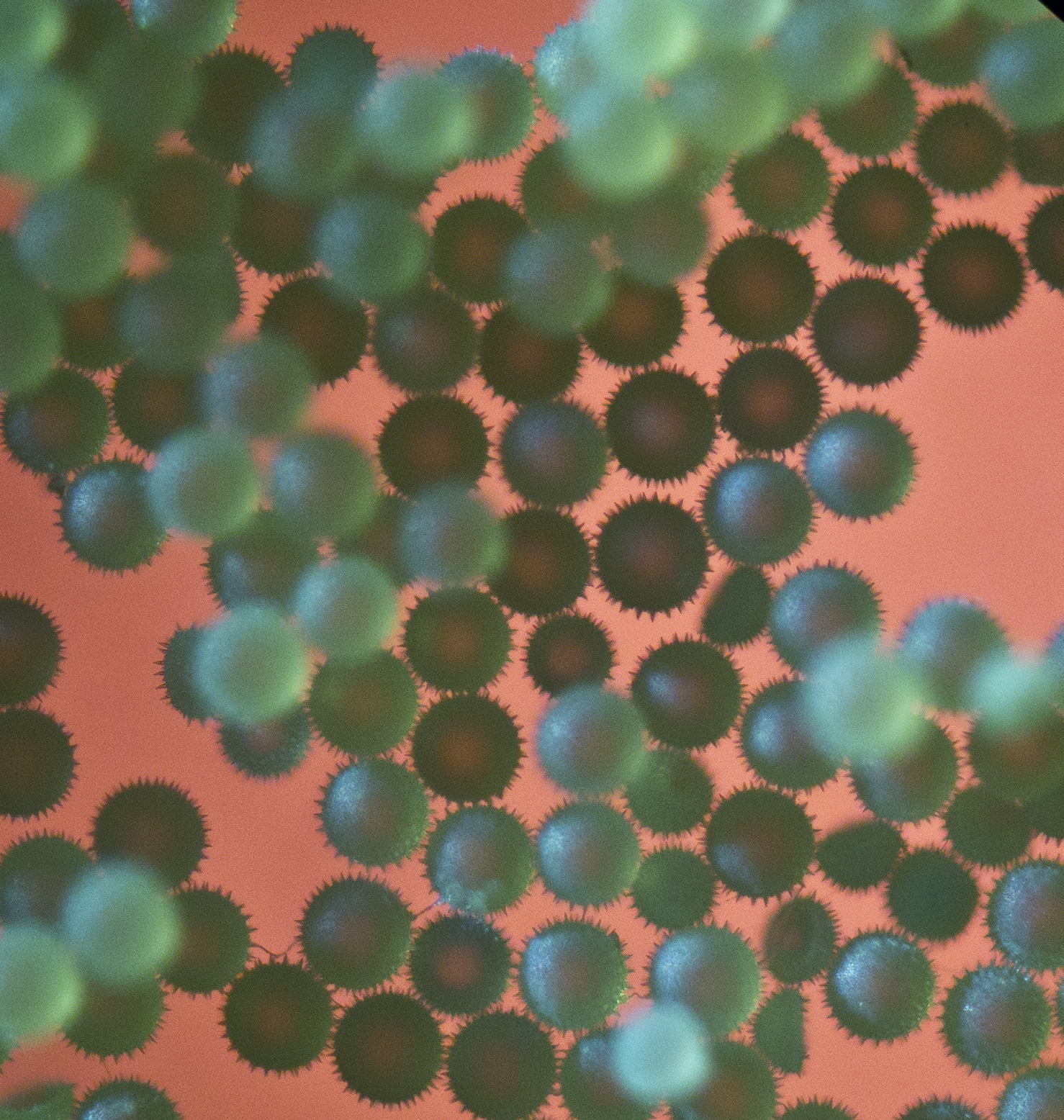 The Gardeneur: Hollyhock's Sticky Pollen