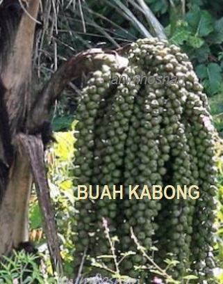 JENIS-JENIS POKOK PALMA DI MALAYSIA | PERTANIAN REZEKI