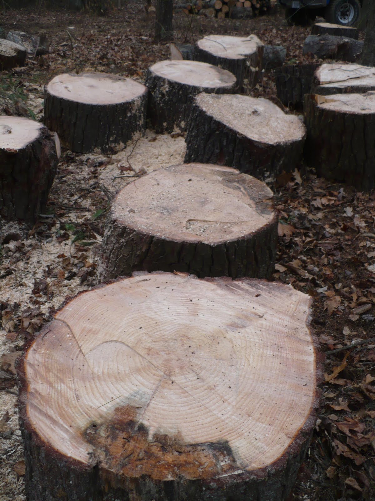 The Enchanted Tree: Progress and potential.