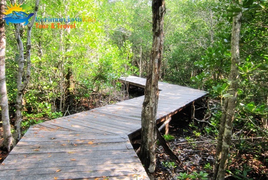 Tracking Mangrove Karimunjawa | Karimunjawa Kita Tour