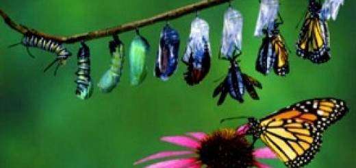 Sebuah Langkah Awal 2: kepompong seekor kupu-kupu