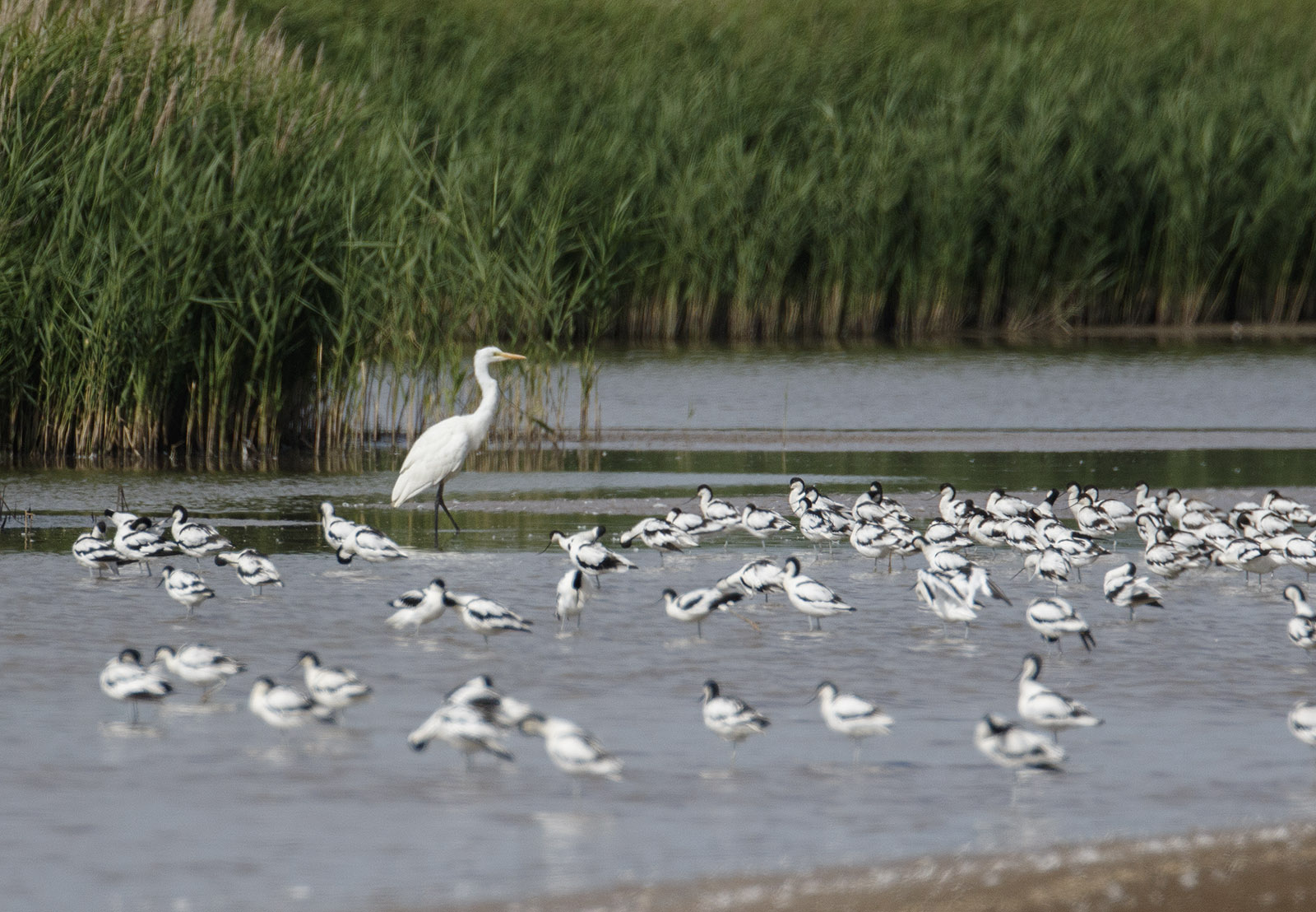 Barn Owl At Alkborough Flats