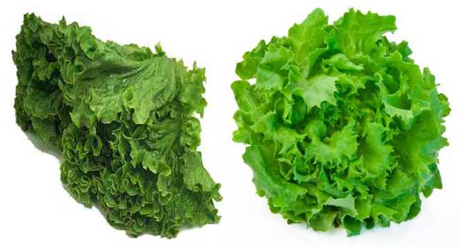 Batavia Lettuce Ideal for Feeling Good! ~ HEALTH & FITNESS