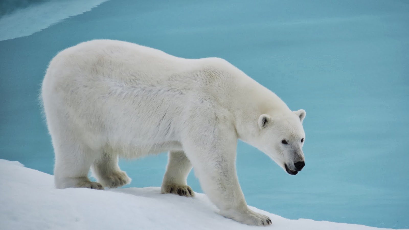 AVEEK- Blogs: Polar bear