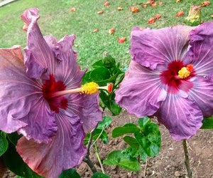 Cik Bunga: POKOK BUNGA RAYA