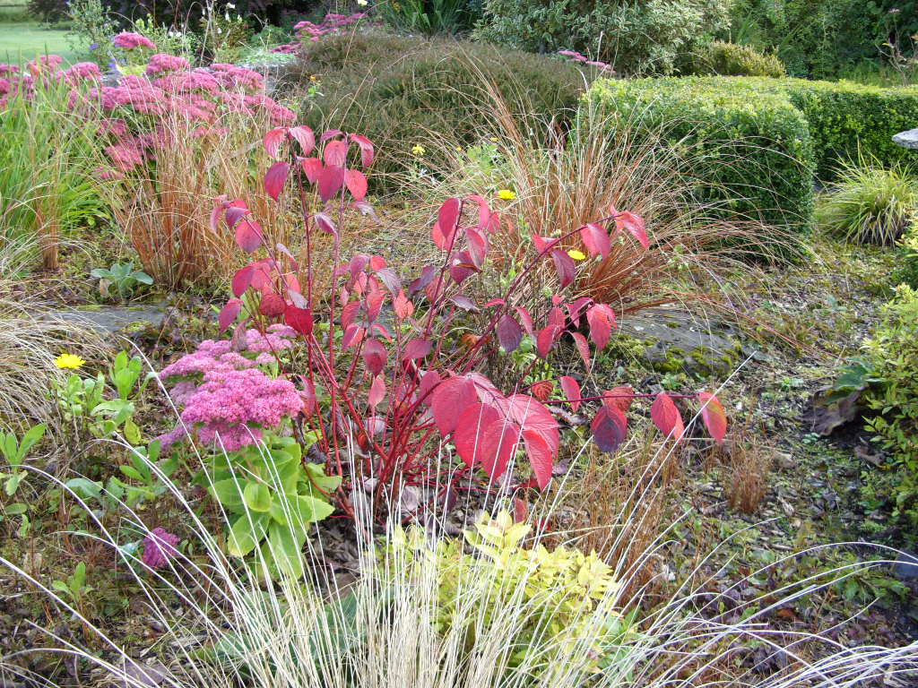 Kelli's Northern Ireland Garden: Ornamental Grasses - love'em or hate'em