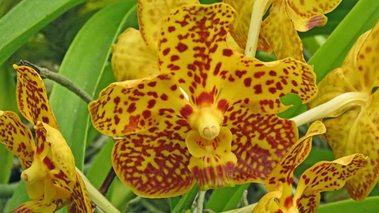 The Agatelady: Adventures and Events: Hawaii Fauna and Flora