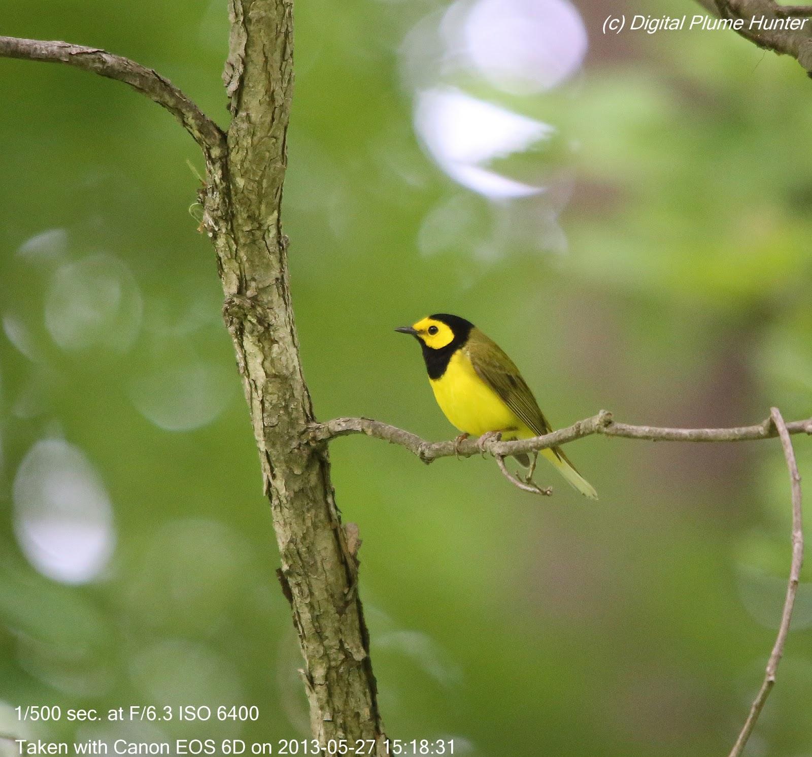 Hunting Digital Plumes in the US and Beyond: Indigo Bunting, Blue ...