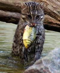 Ten kinds of cats that live in Indonesia | The True Adventures