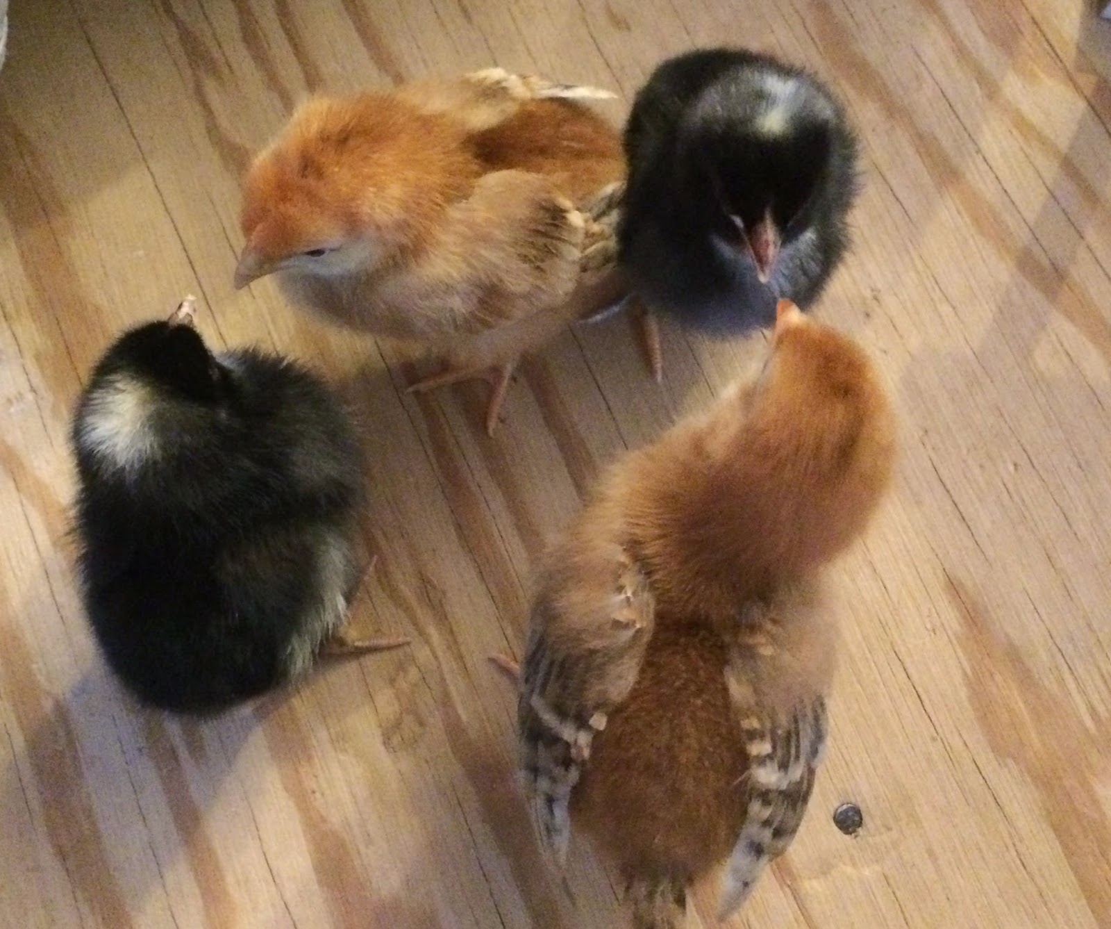 REHOBOTH FARM: Expanding the Flock - 18 Chicks and Counting