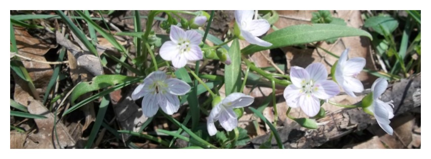 Free Facebook Header Spring Images and a Dandelion Make a Wish Poster ...