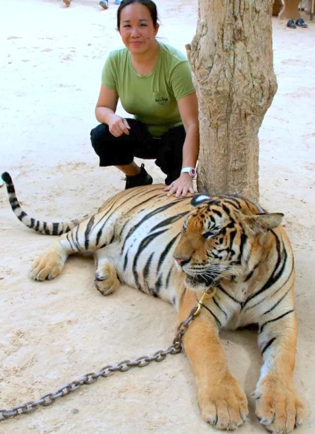 www.mieranadhirah.com: Tourist get mauled by tiger in Phuket's Tiger ...